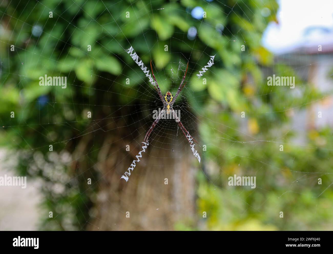 Garden spider, Argiope luzona (Walckenaer,1841), Philippines spiders ...