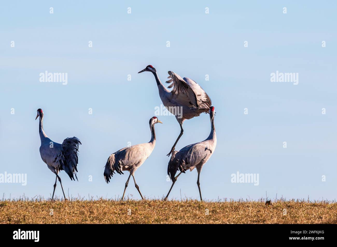 Dancing cranes in grass hi-res stock photography and images - Alamy