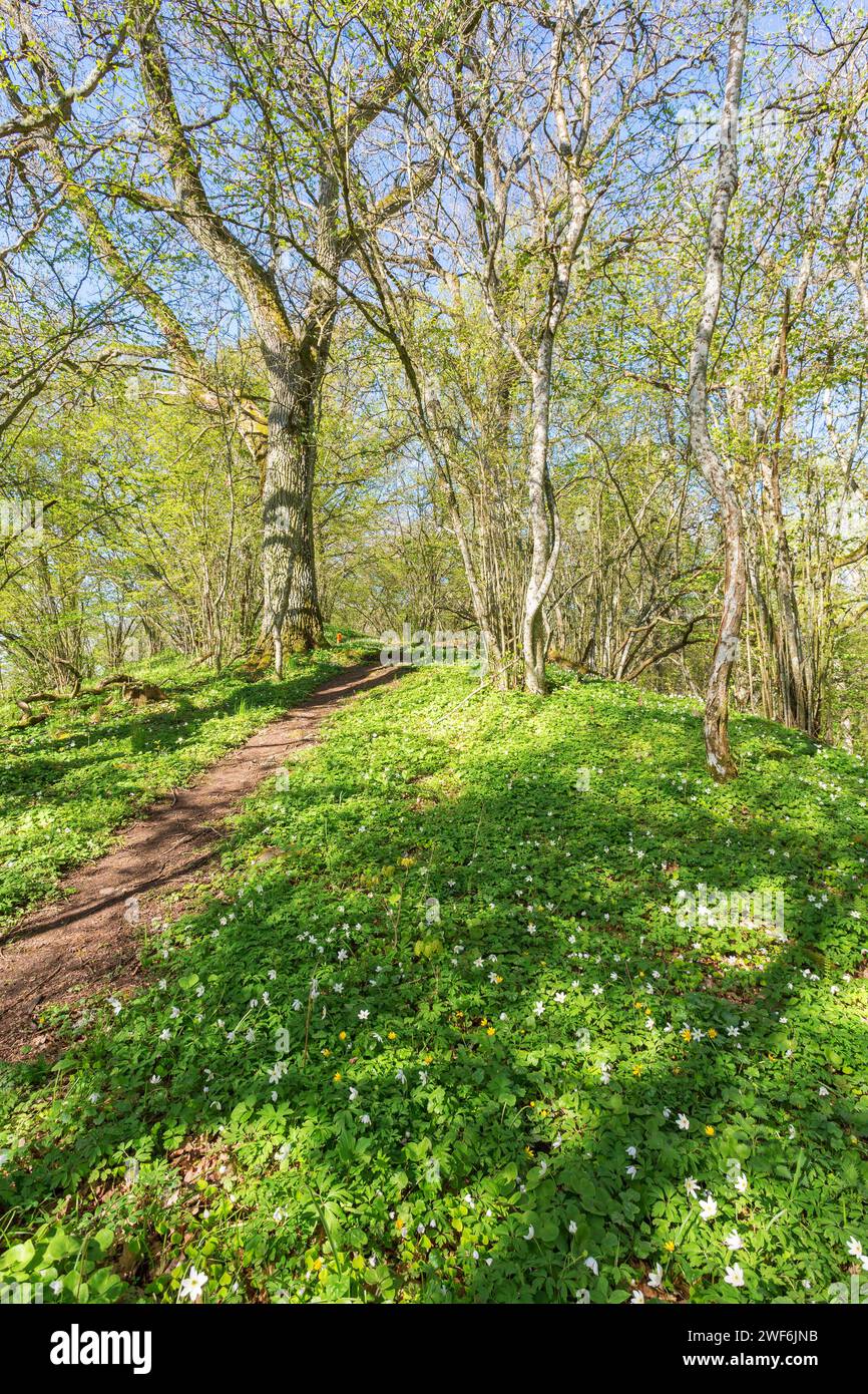 Hiking trail through the forest in spring with blooming wood anemones ...