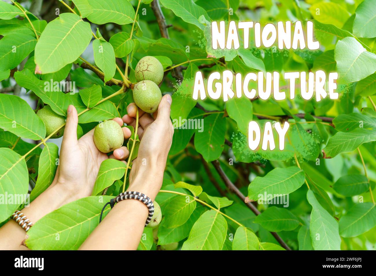 National Agriculture Day, highlighting the growth of fresh produce ...