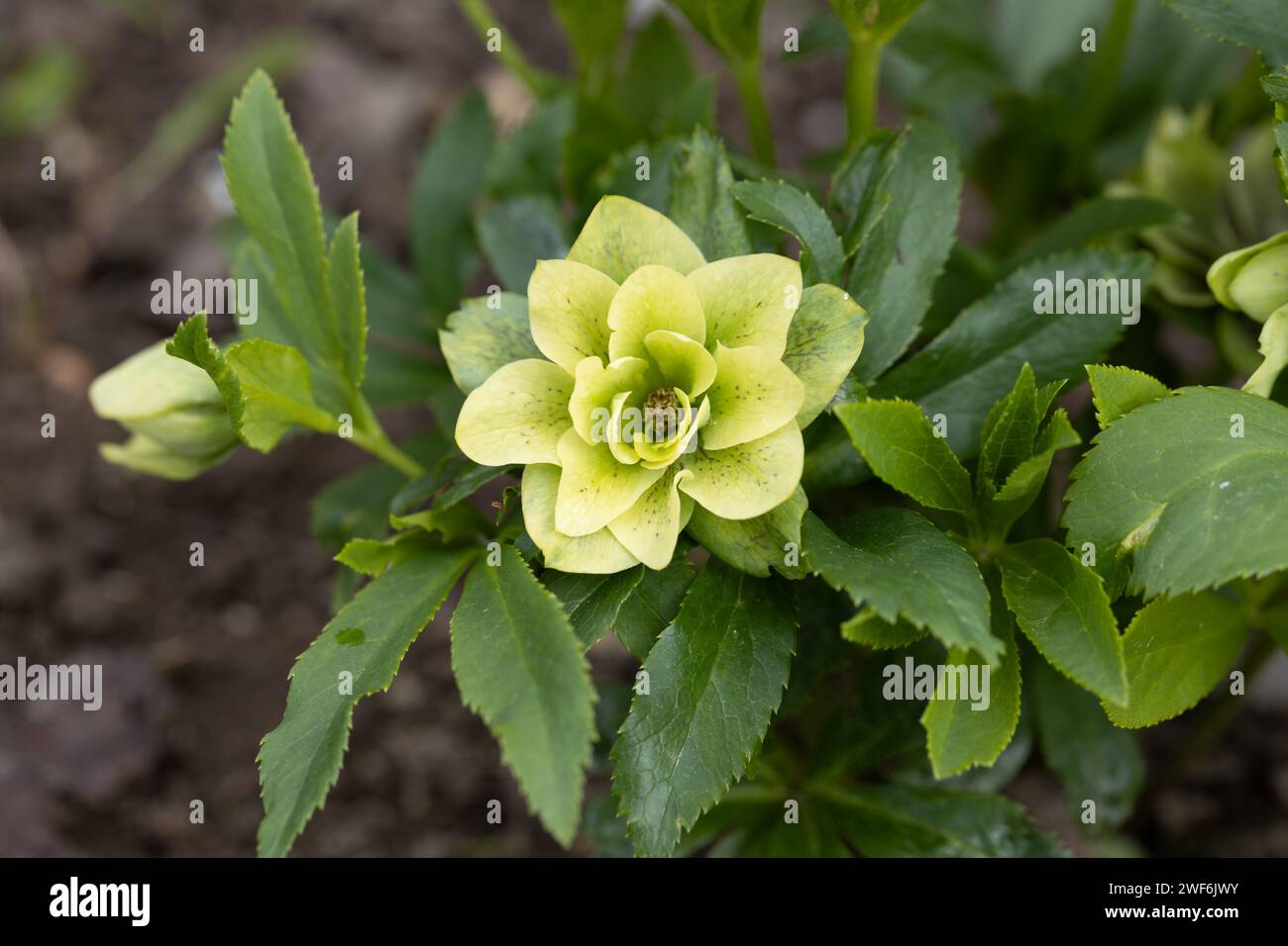 Helleborus hybridus 'Double Ellen White' - Hellebore Stock Photo - Alamy