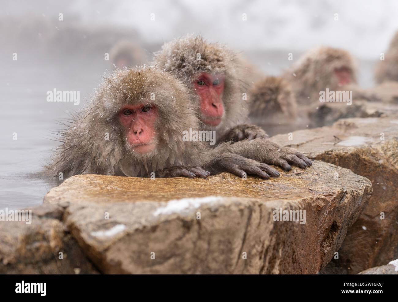 Close up of Japanese Macaques bathing in hot Onsen waters at the Snow ...