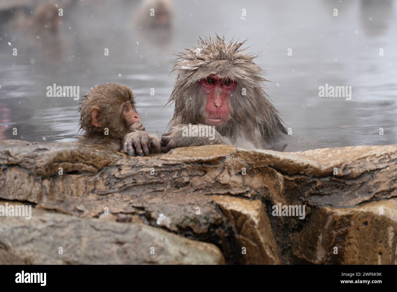 Snow Monkeys bathing in hot Onsen,Snow Monkey Park, Jigokudani, Nagano ...