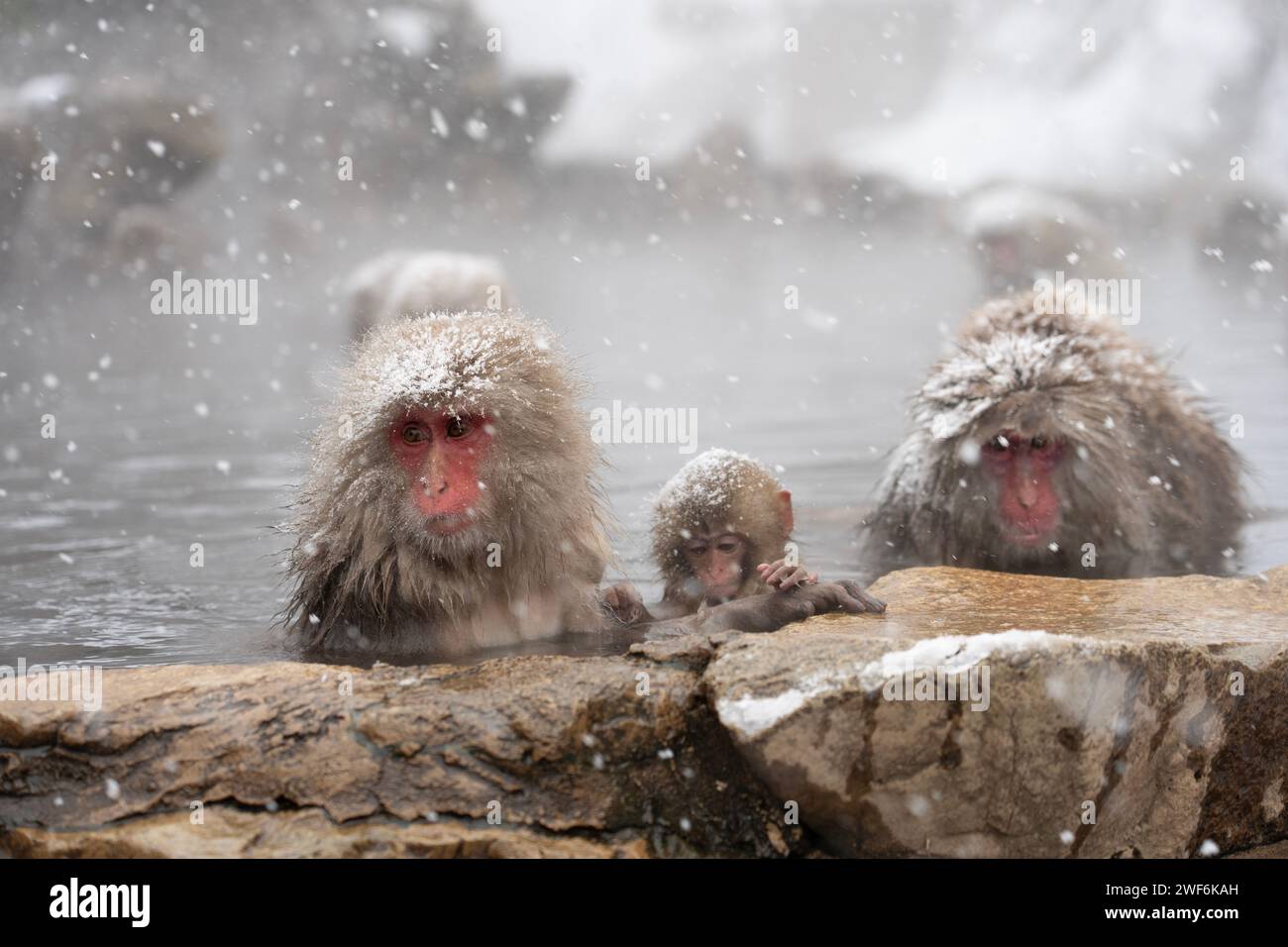 Snow Monkeys in heavy snowfall, Jigokudani, Snow Monkey Park, Nagano ...