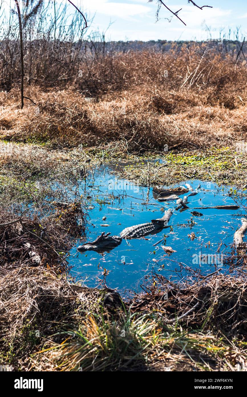 Brazos Bend State Park, Texas, in a beautiful sunny morning Stock Photo ...