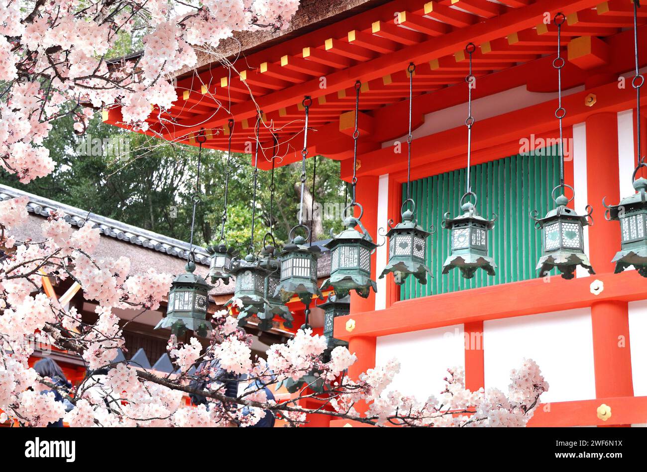 Ancient pavilion, bronze lanterns and blooming sakura branches in ...