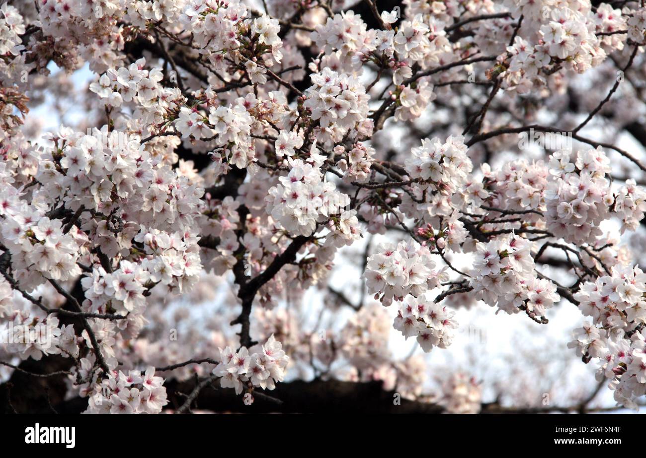 Horizontal banner with sakura flowers of white color on sunny backdrop ...
