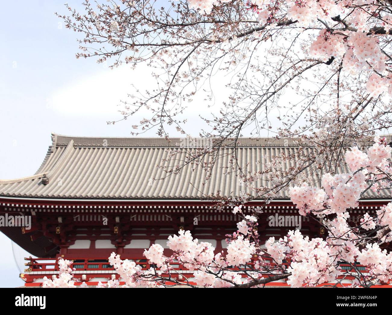 Tile roof of ancient pavilion and flowers of sakura, Japan, Asia ...