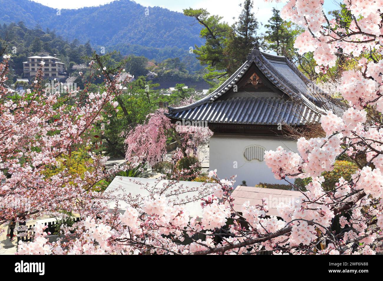 Pavilion in Itsukushima shrine and sakura blossom trees. Sakura blossom ...