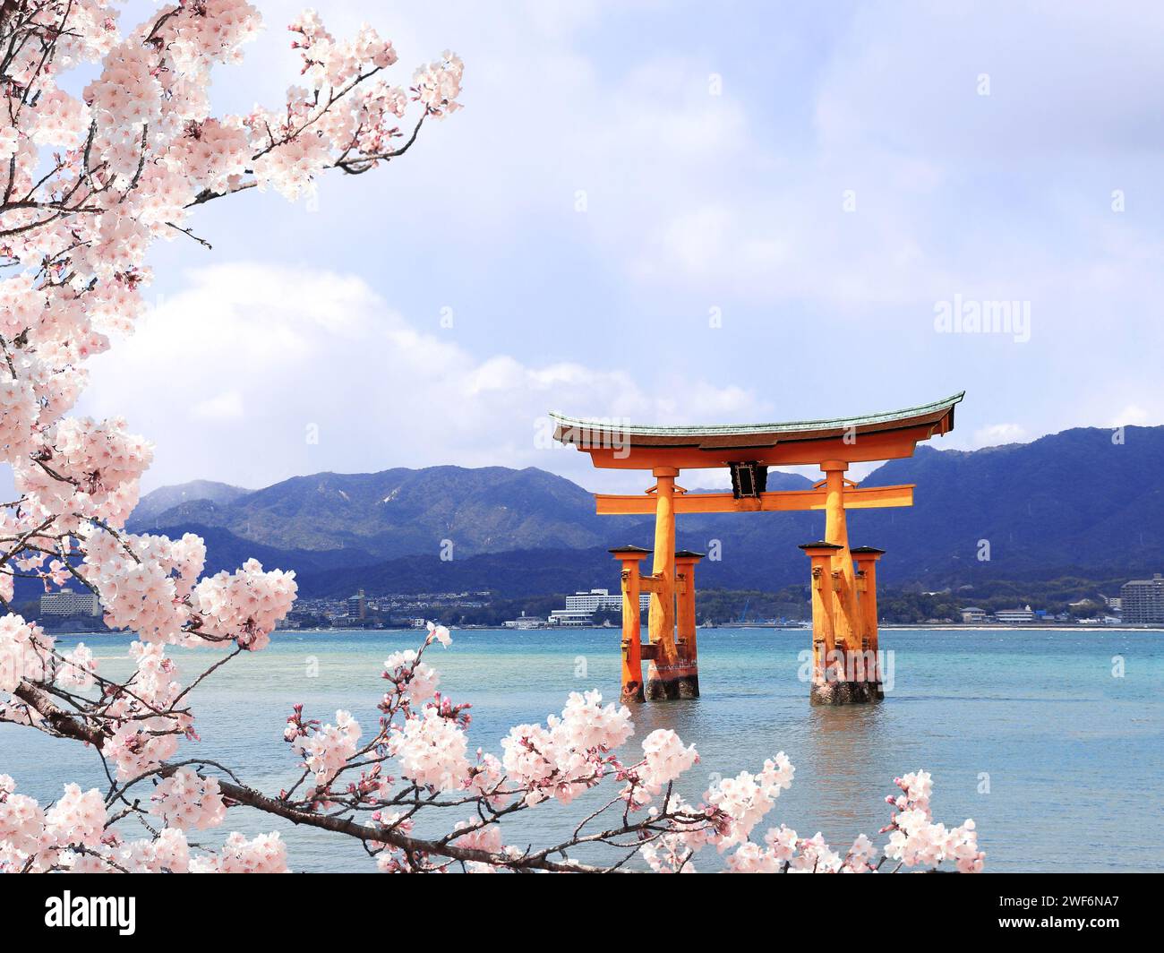 Branch of the blooming sakura with white flower and Torii gate ...