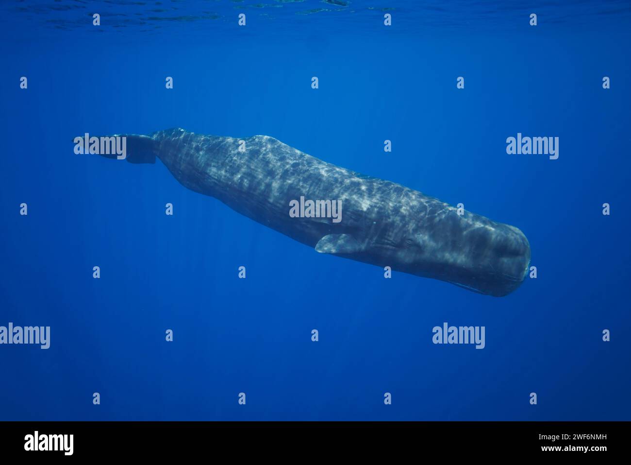 The sperm whale, Physeter macrocephalus, is the largest of all the ...