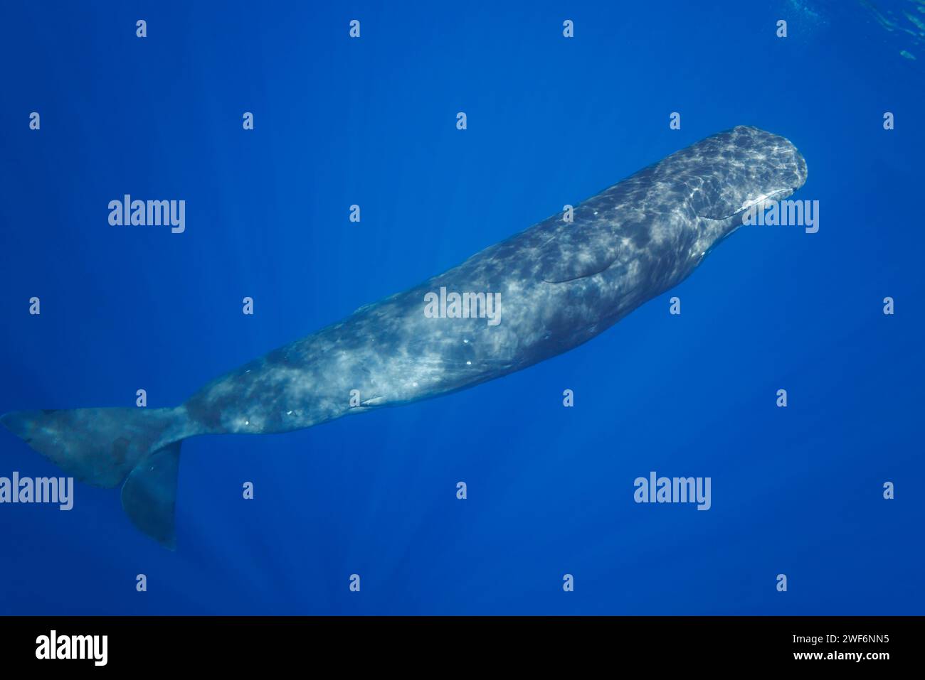 The sperm whale, Physeter macrocephalus, is the largest of all the ...
