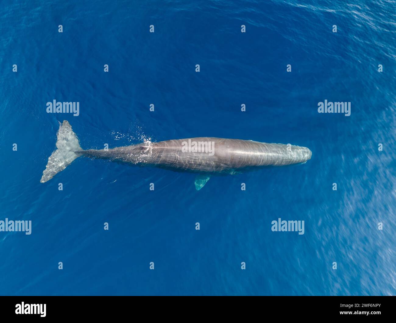 An aerial image of a sperm whale, Physeter macrocephalus, at the ...