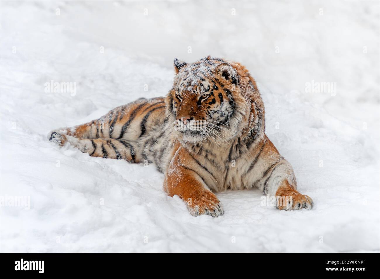 Dangerous tiger animal hi-res stock photography and images - Alamy