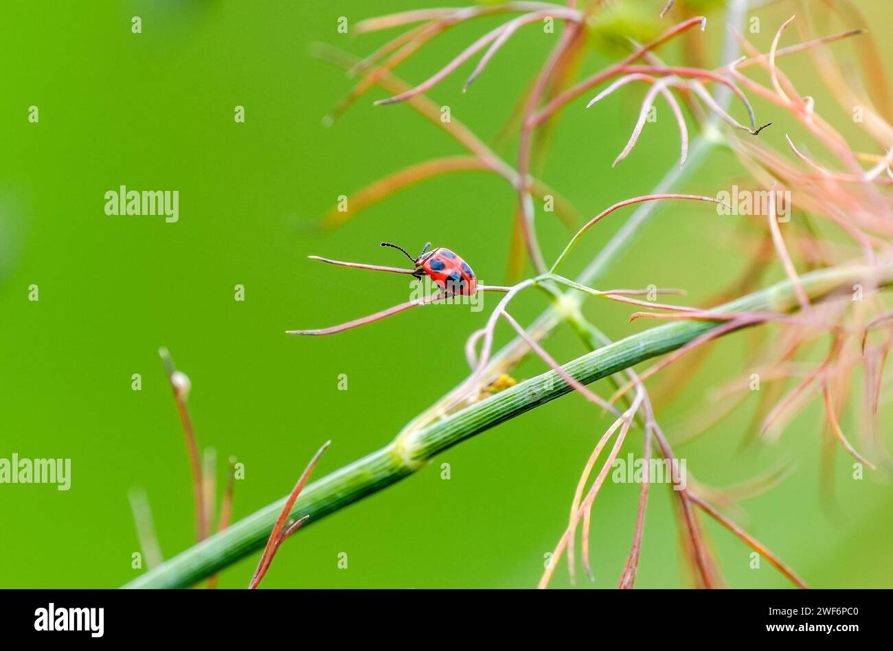 Insect on dill hi-res stock photography and images - Alamy