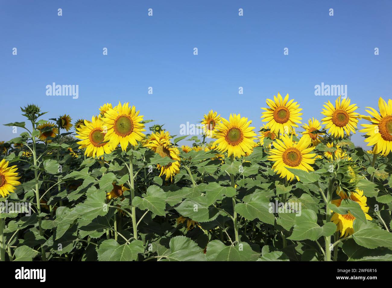 Many bright yellow big sunflowers hi-res stock photography and images ...