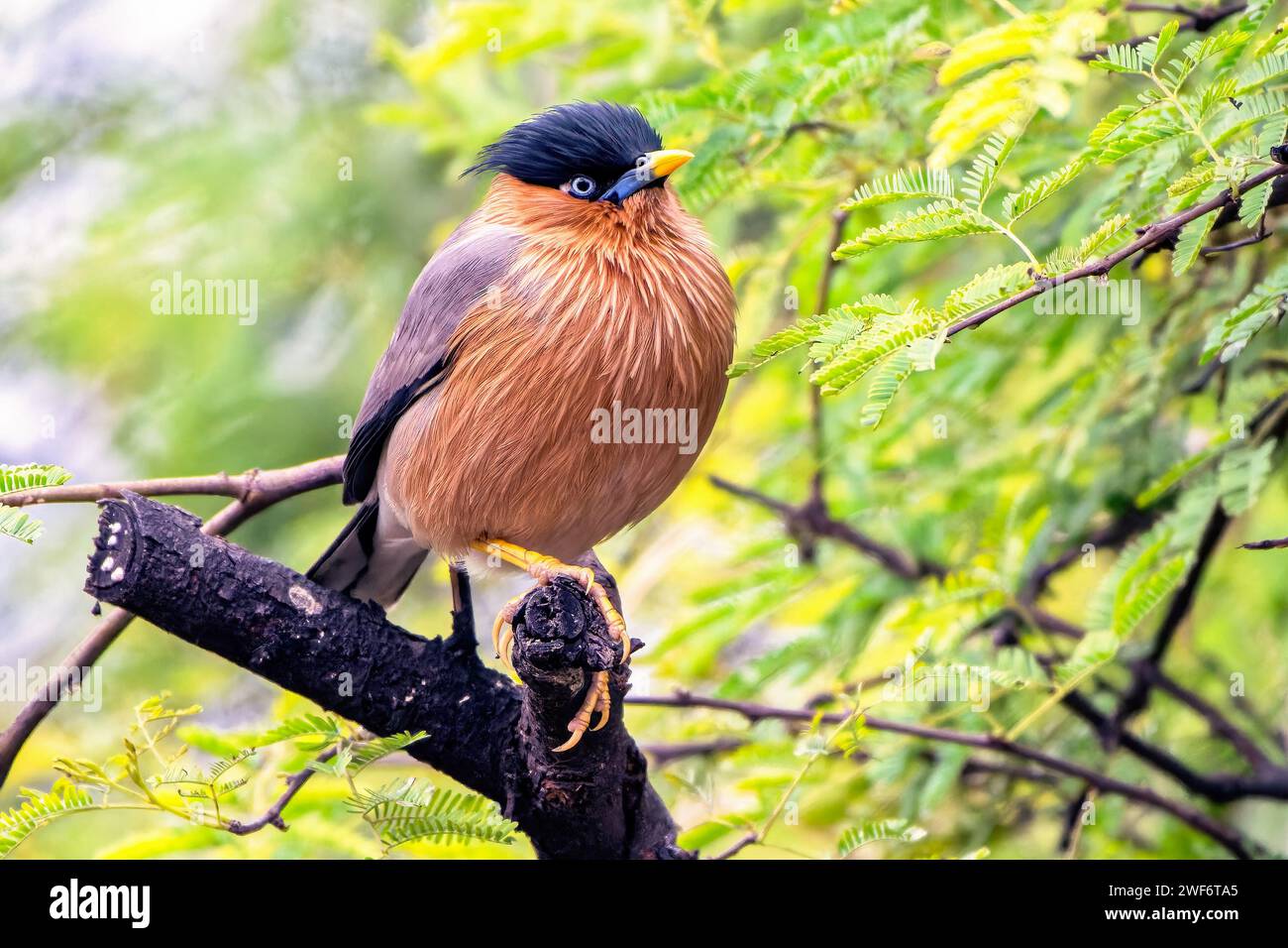 A Brahminy Starling perched on a tree branch in Bharatpur, Rajasthan ...