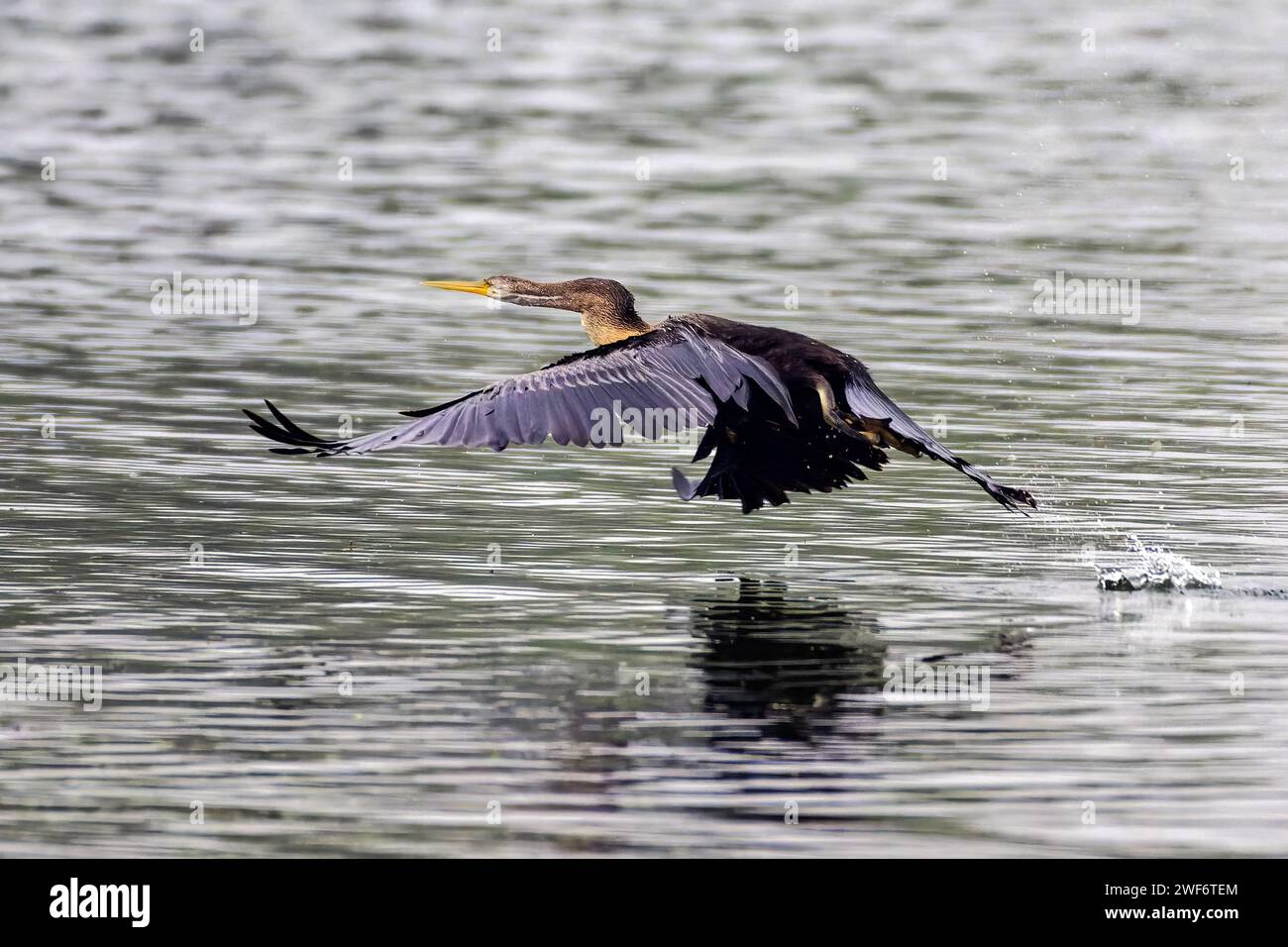 Large bird flying over water with spread wings Stock Photo - Alamy