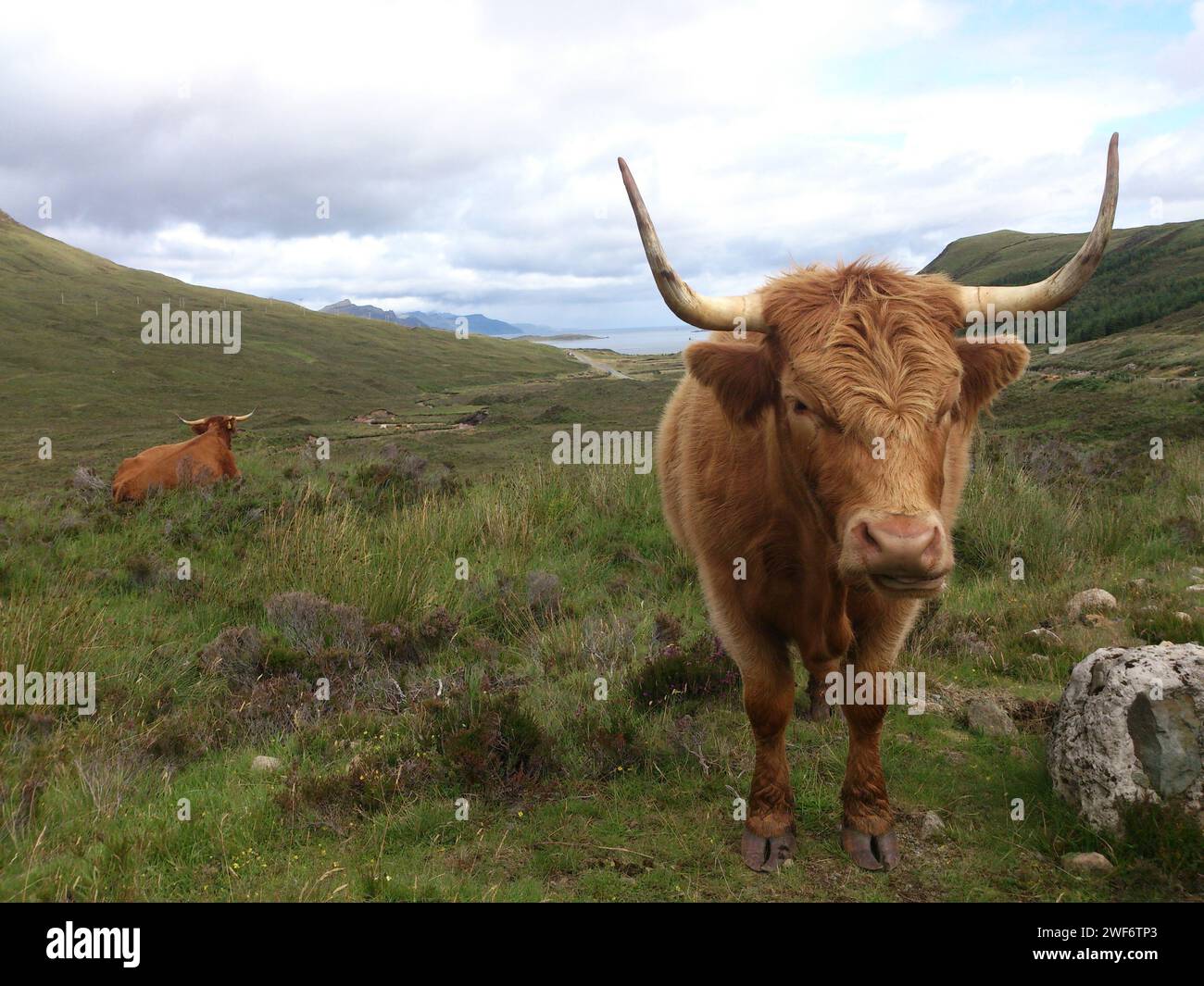 Highlander the typical beef breed originally from Scotland Stock Photo ...