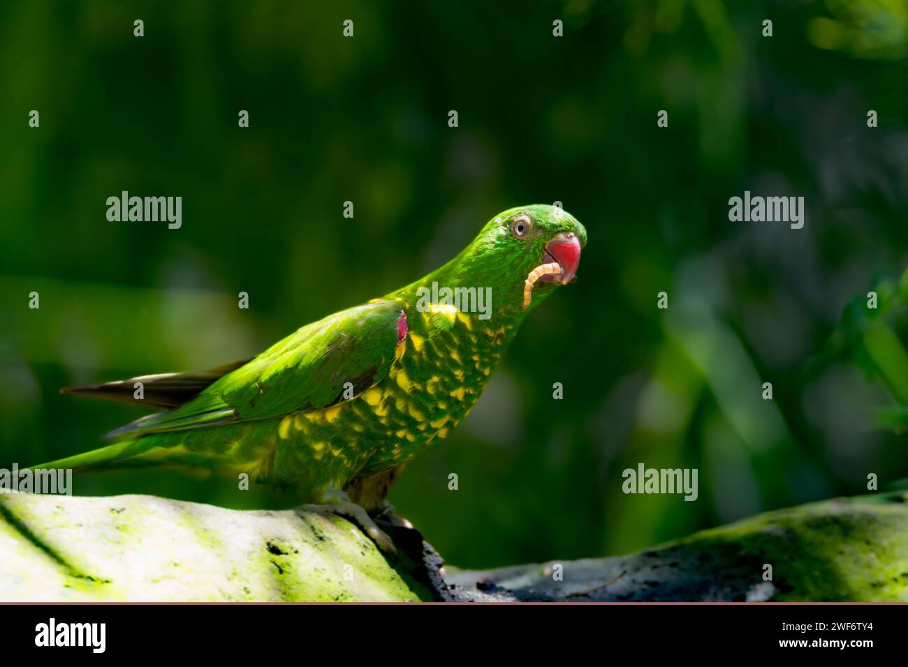 Green bird with brown and yellow wing markings Stock Photo - Alamy