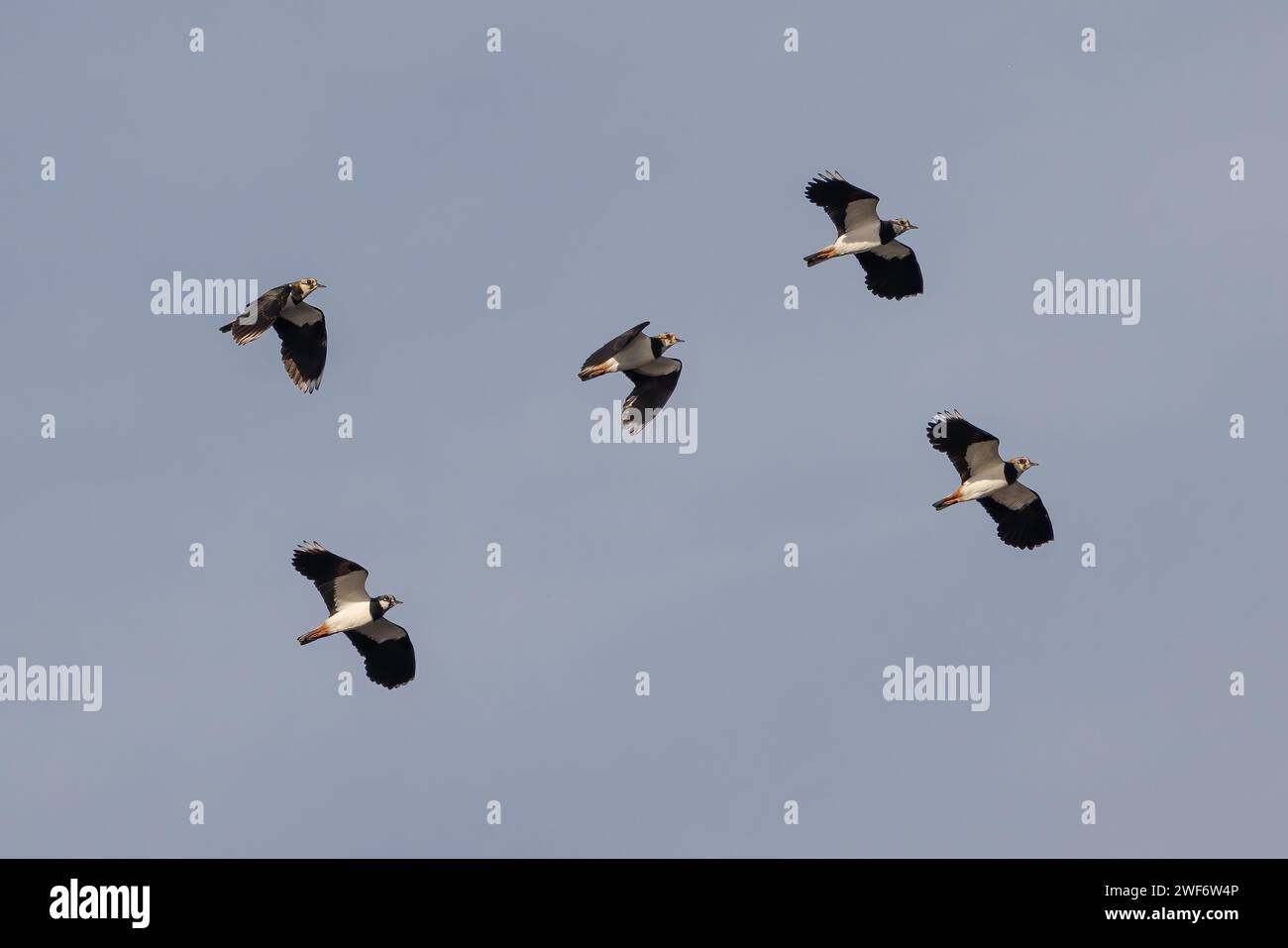 The majestic Northern lapwings soaring through the clear blue sky on a ...