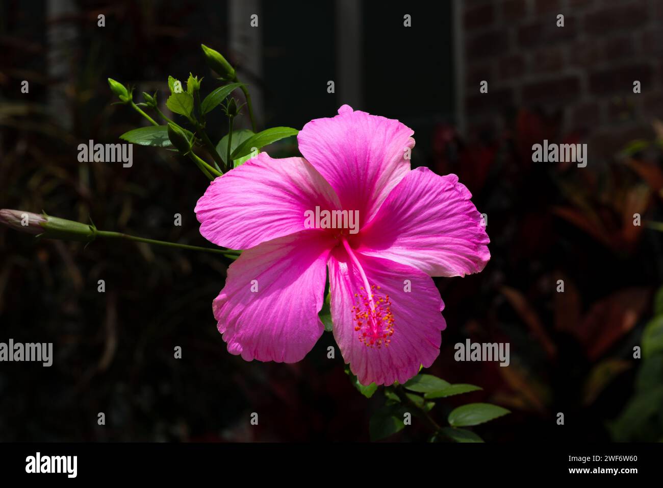 Auckland ferns hi-res stock photography and images - Alamy