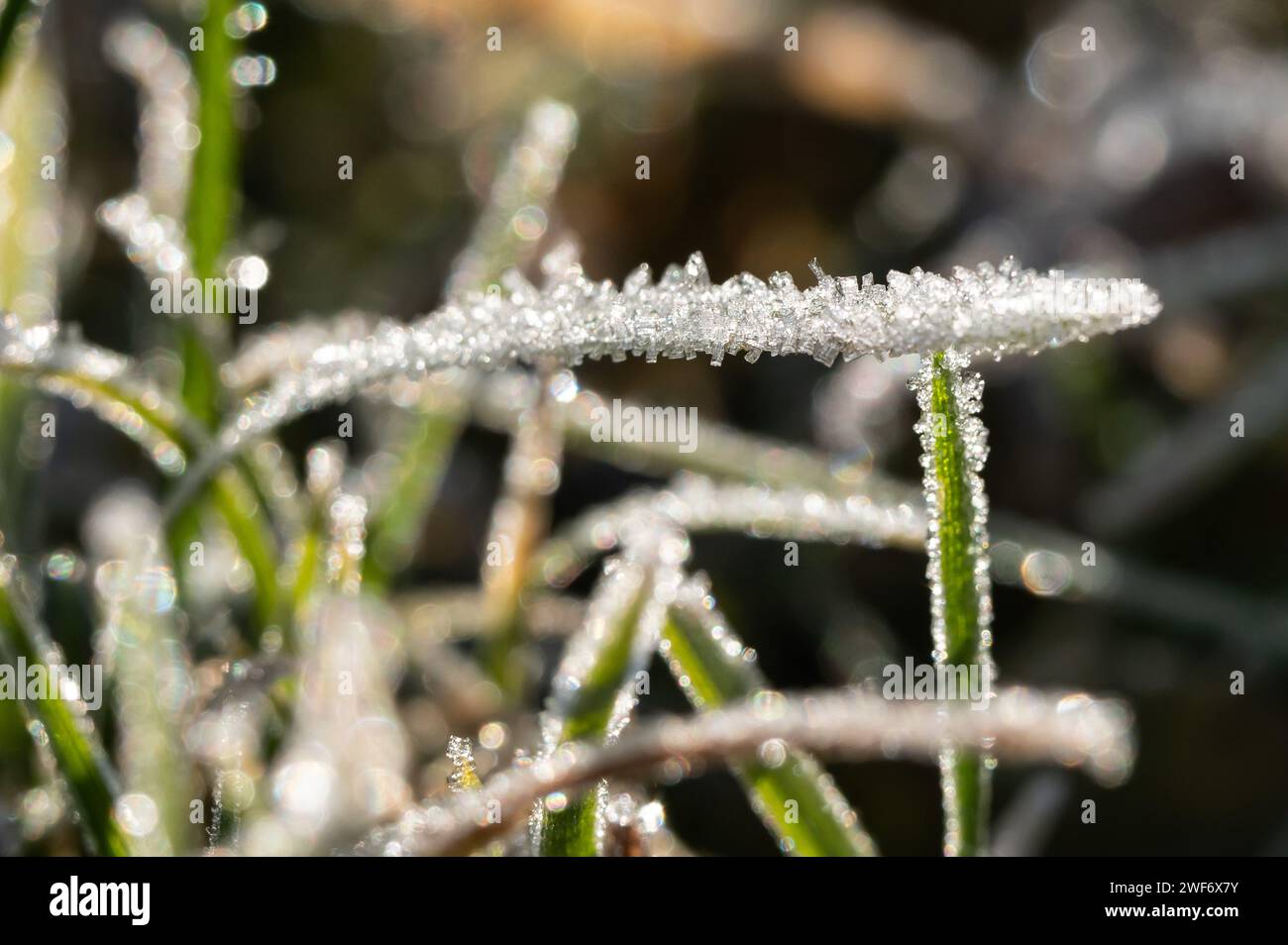 Rottweil, Germany. 28th Jan, 2024. Hoarfrost crystals hang from blades ...