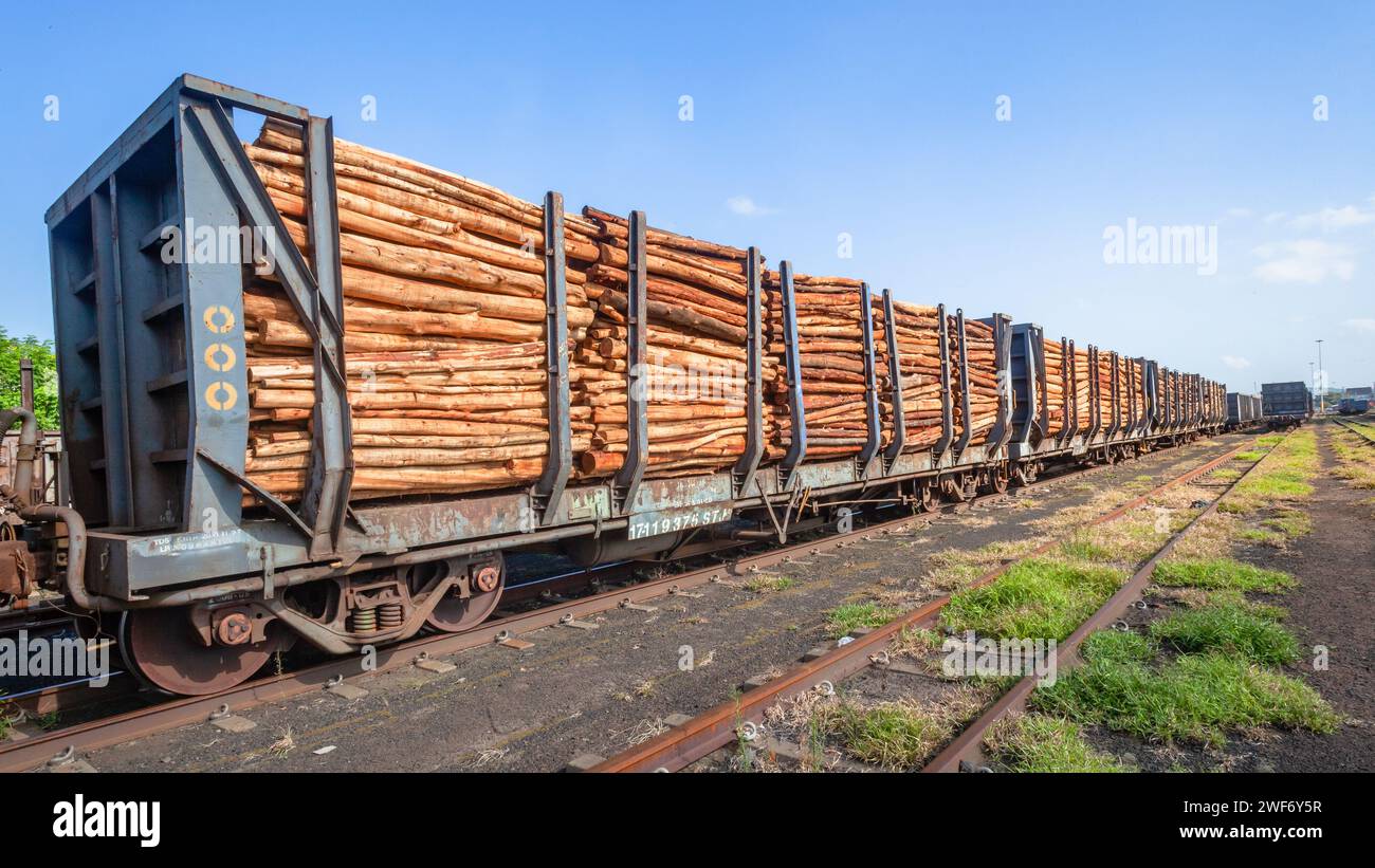 Tree plantations and timber yard hi-res stock photography and images ...
