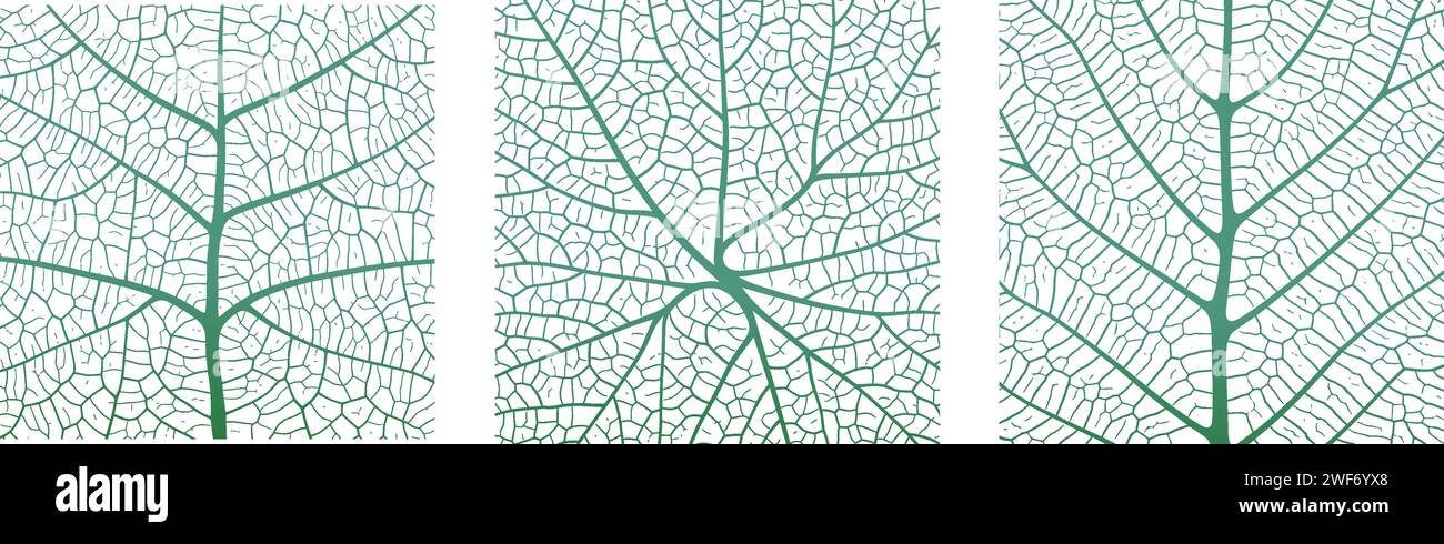 Leaf vein texture abstract background with close up plant leaf cells ...