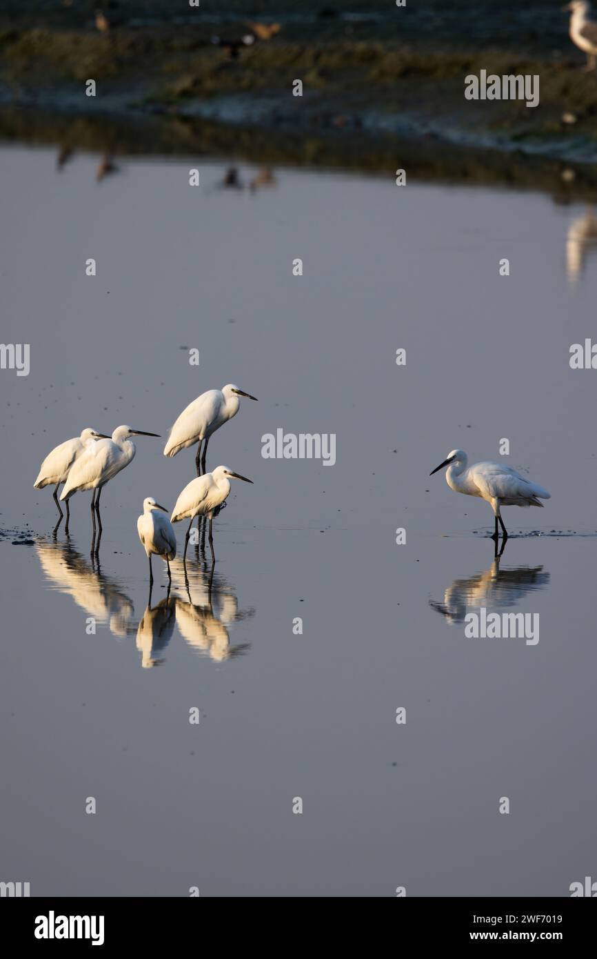 A group of little egrets in the shallow waters Stock Photo - Alamy