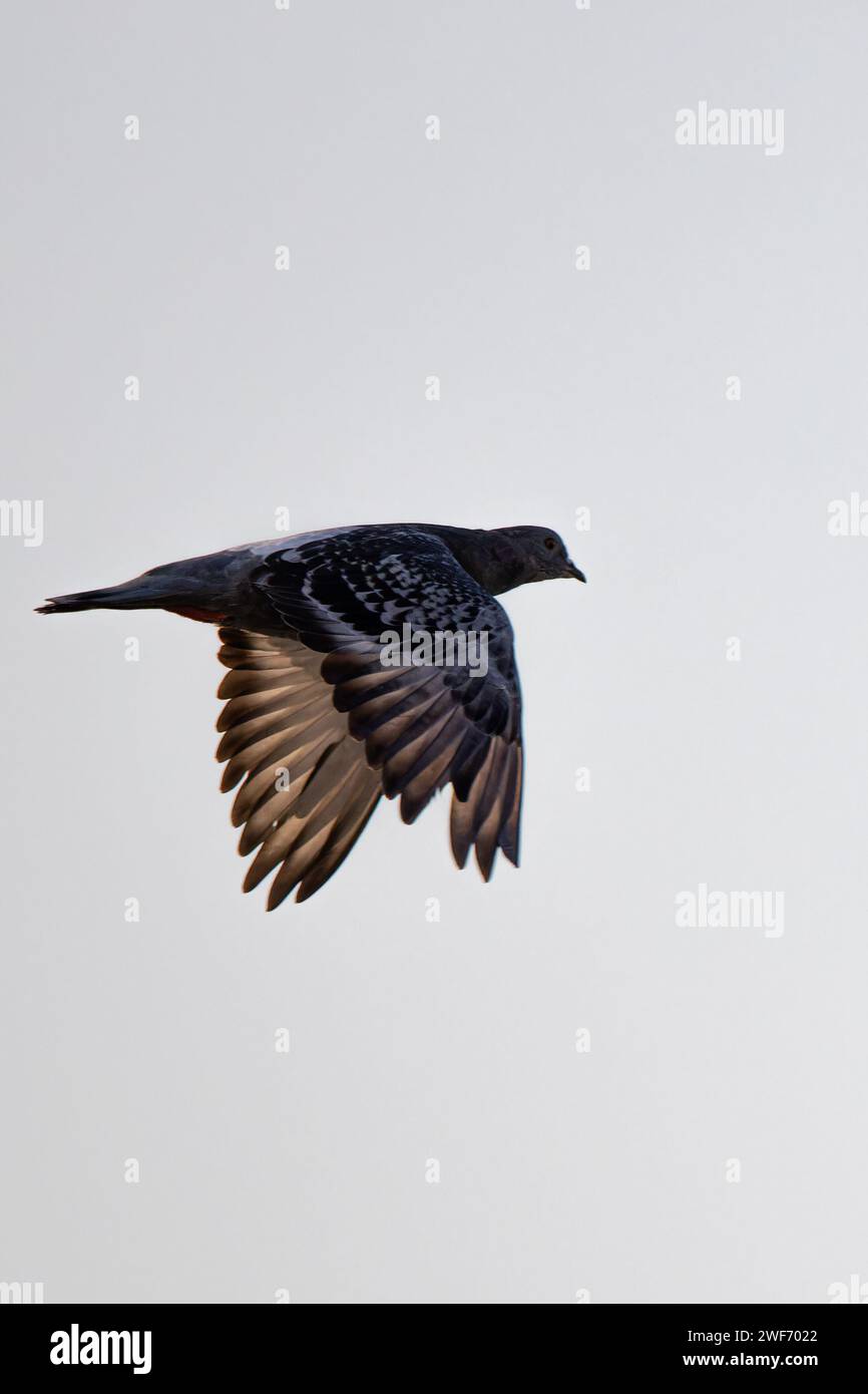 Dove flying hi-res stock photography and images - Alamy