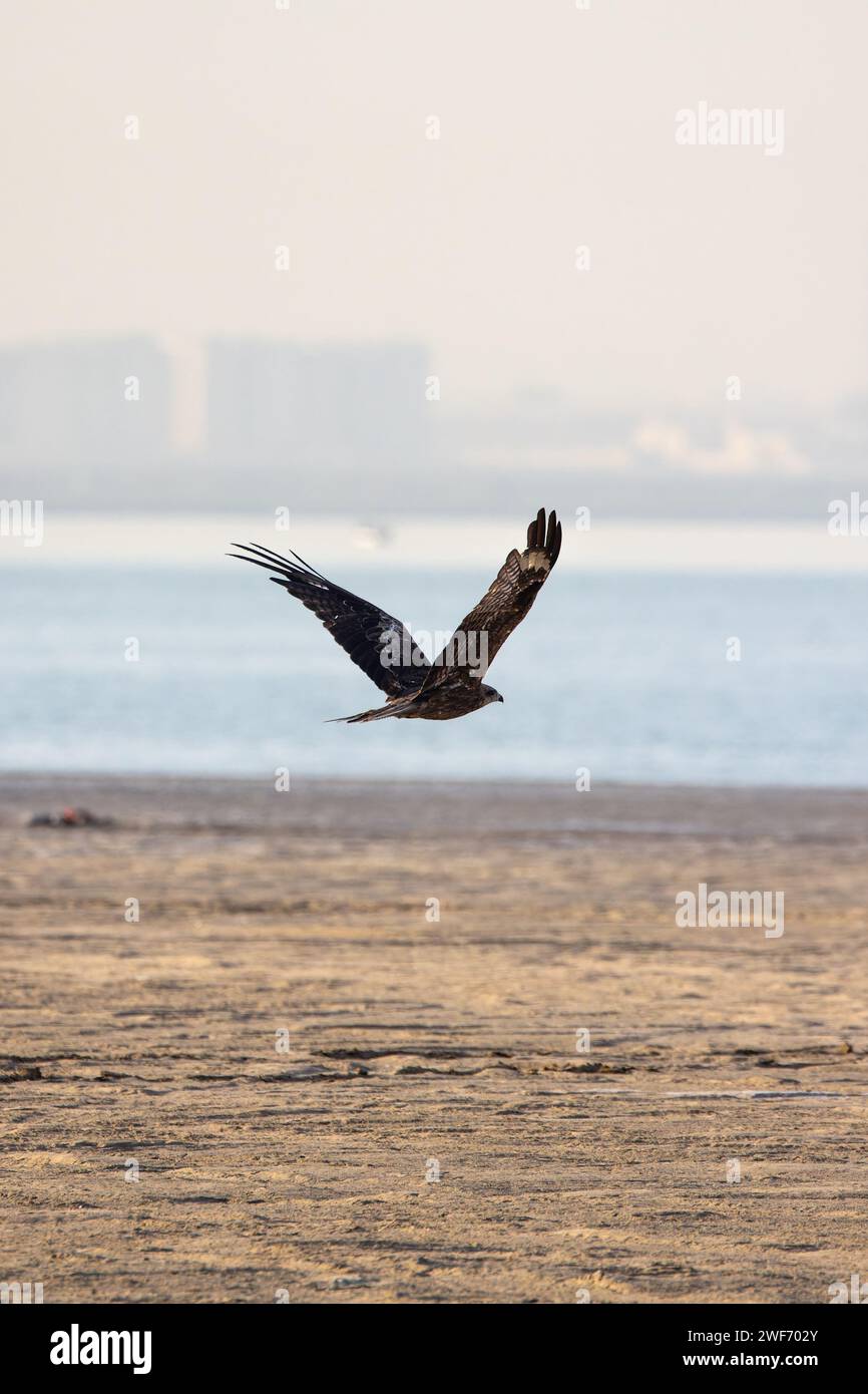 A steppe eagle soaring above a sandy beach Stock Photo - Alamy