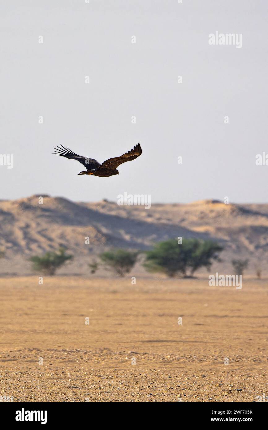 A steppe eagle soaring above dry desert landscapes Stock Photo - Alamy