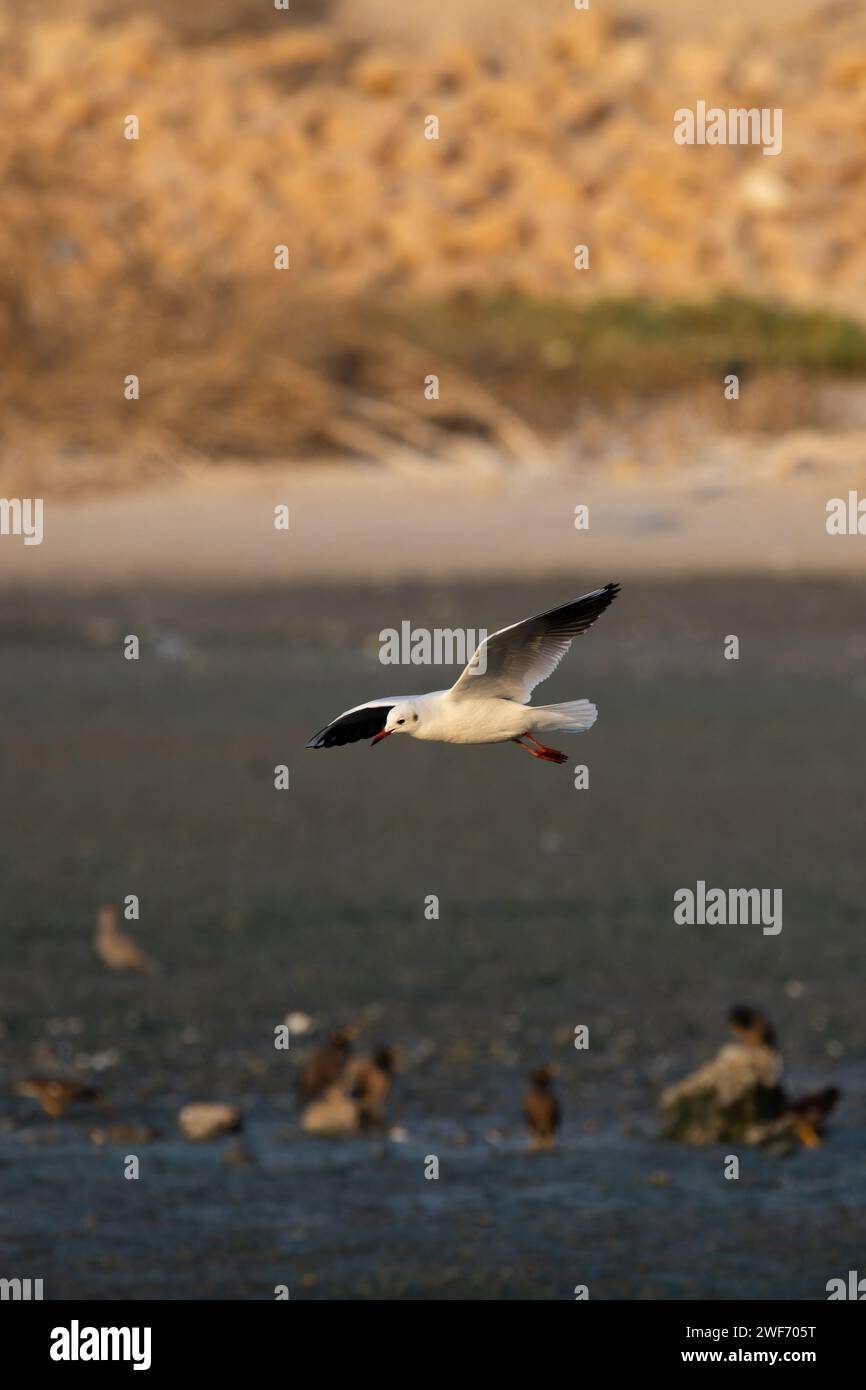 Seagull in flight over water hi-res stock photography and images - Alamy