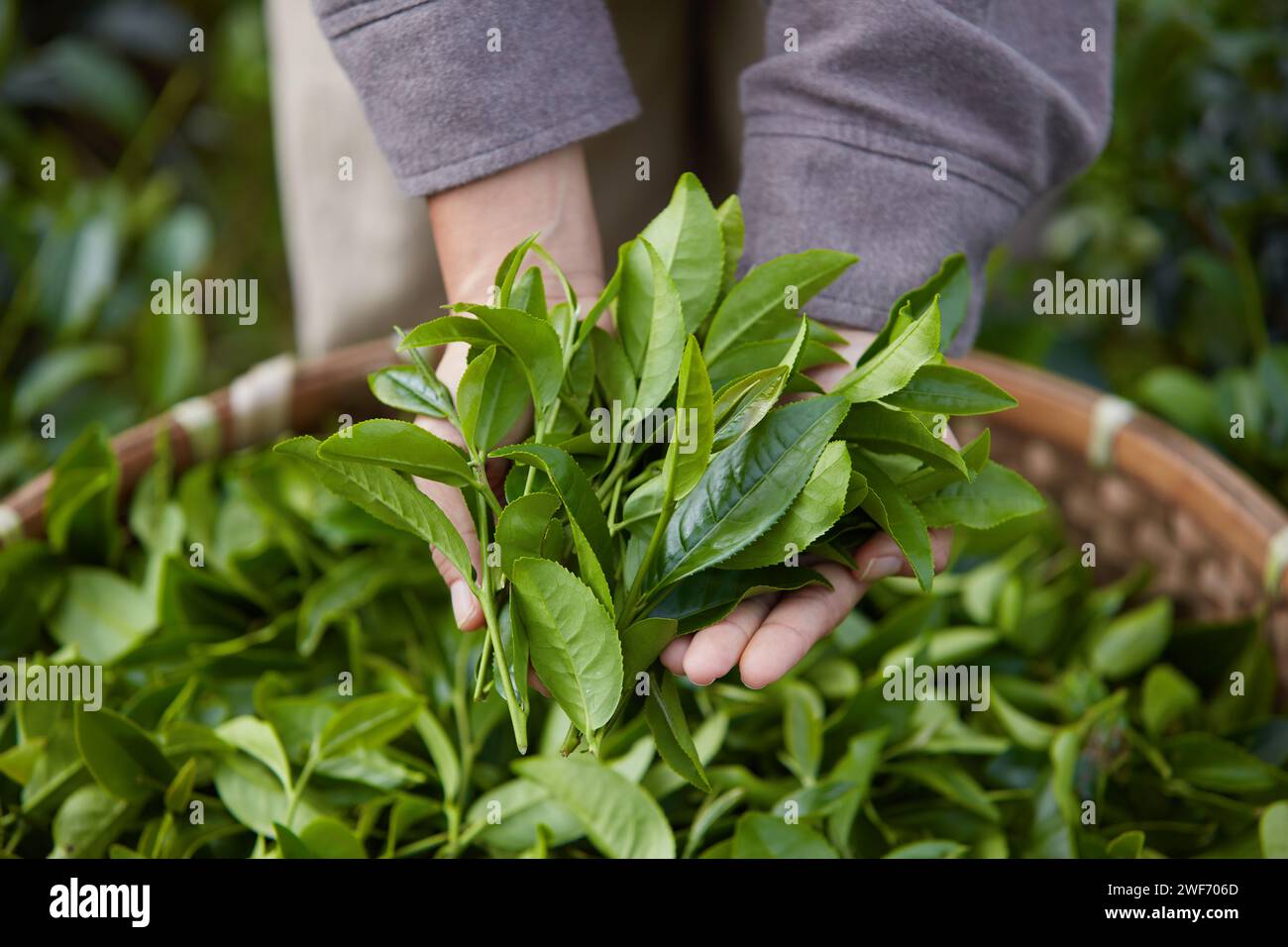 Top view of farmer's hand holding freshly harvested green tea buds ...