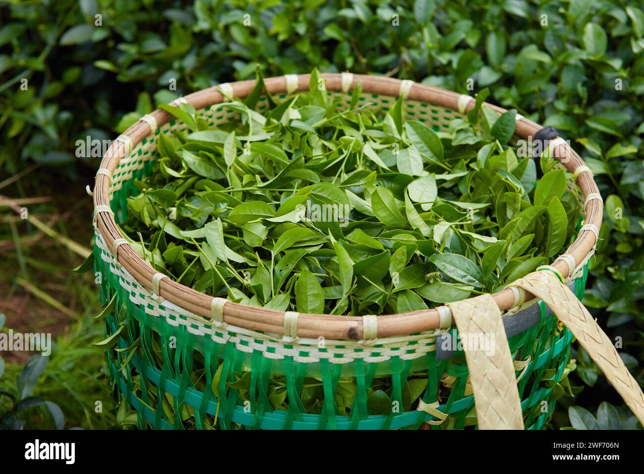 Top view of fresh green tea leaves in bamboo basket at tea plantation ...