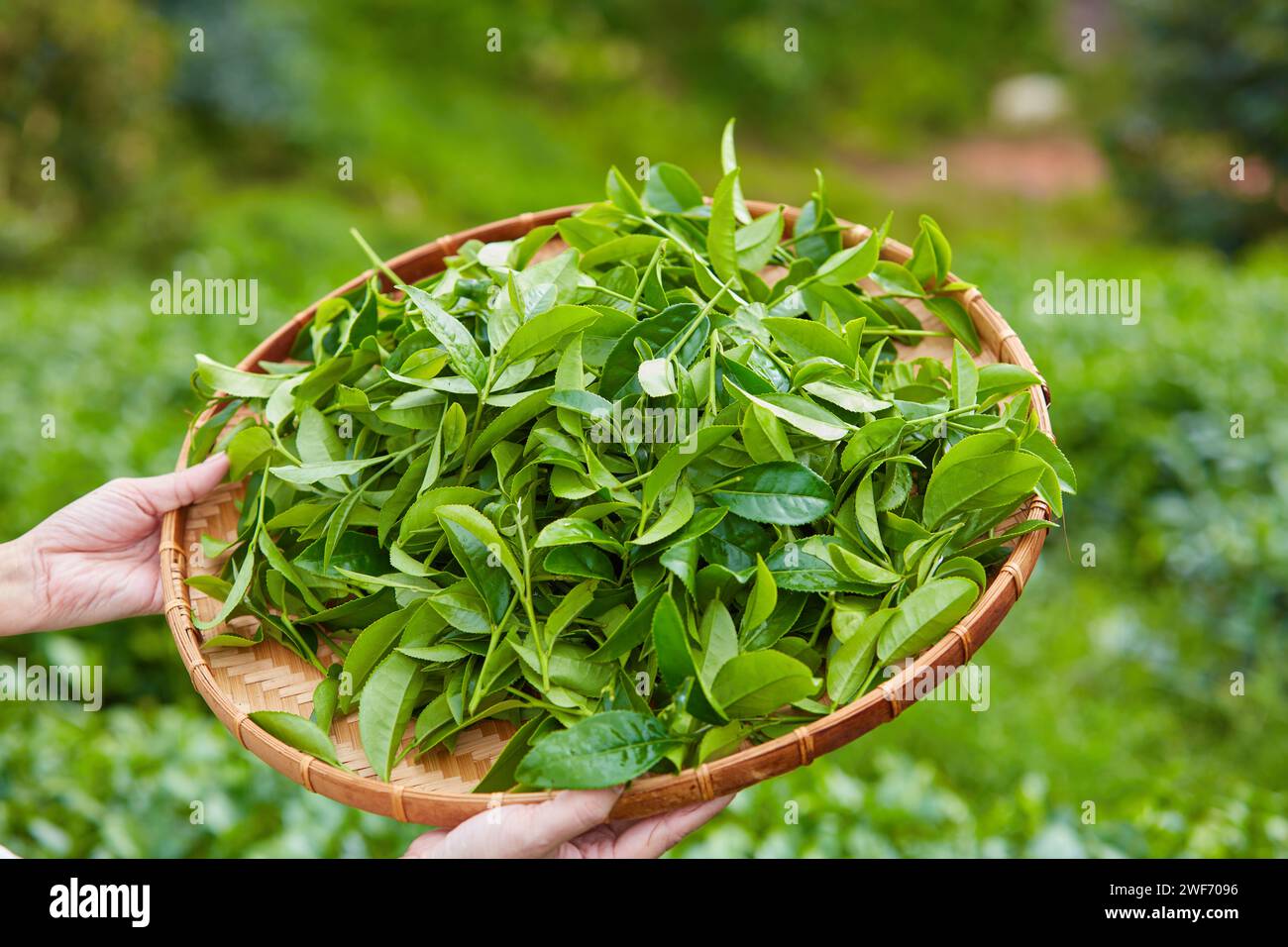 Winnowing basket hi-res stock photography and images - Alamy