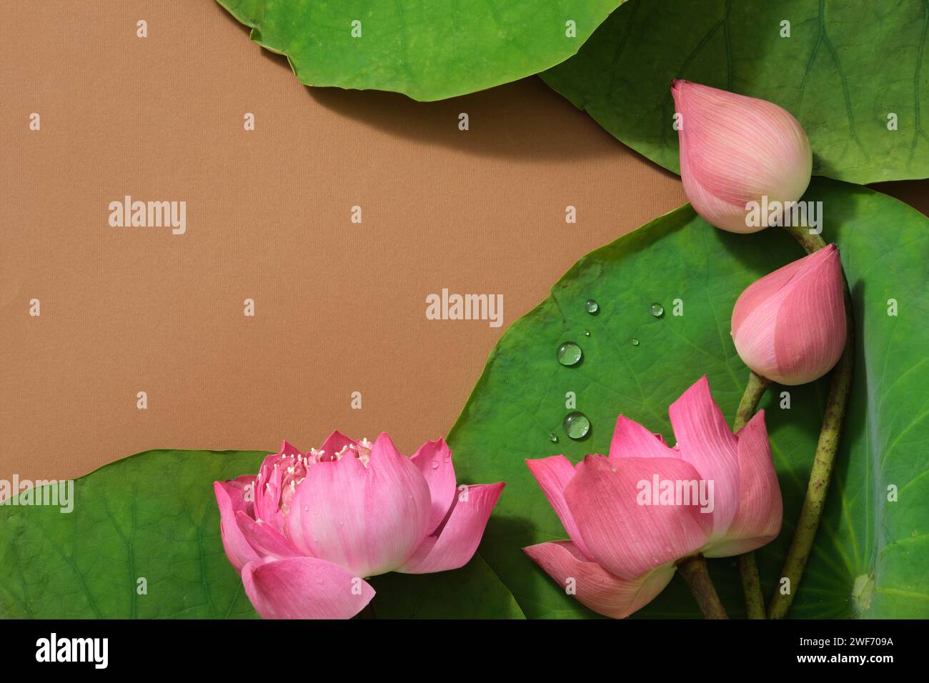 Top view of (Nelumbo nucifera) fresh lotus flower, lotus buds and green ...