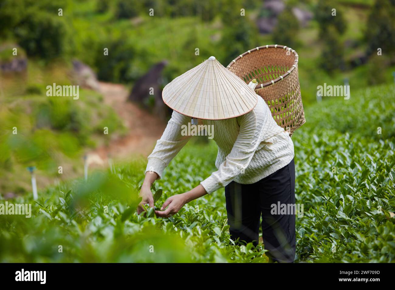 Front view of farmer harvesting hand picking green fresh tea shoots on ...