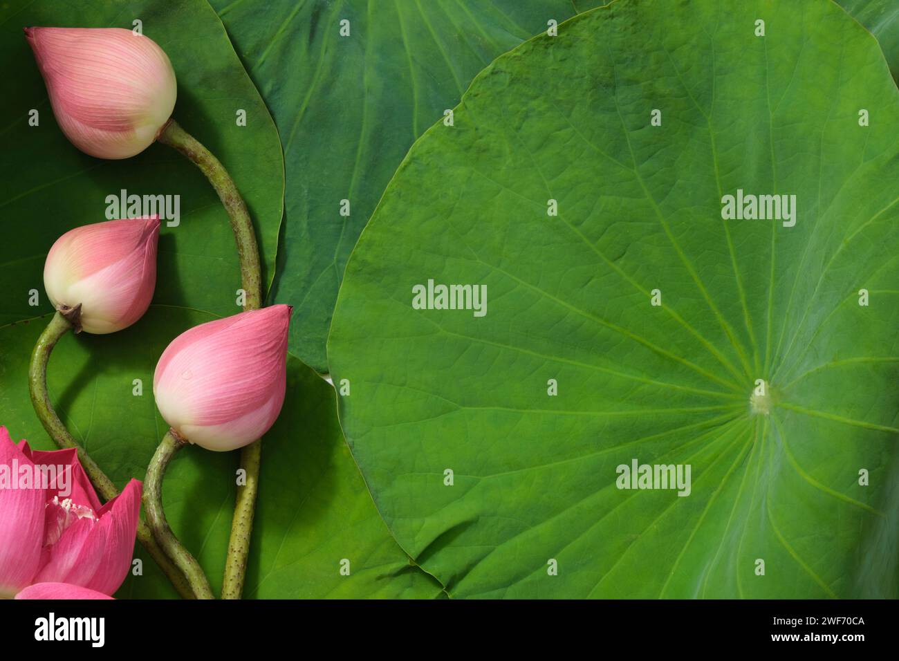 Top view of beauty background with fresh lotus flower, lotus buds and ...