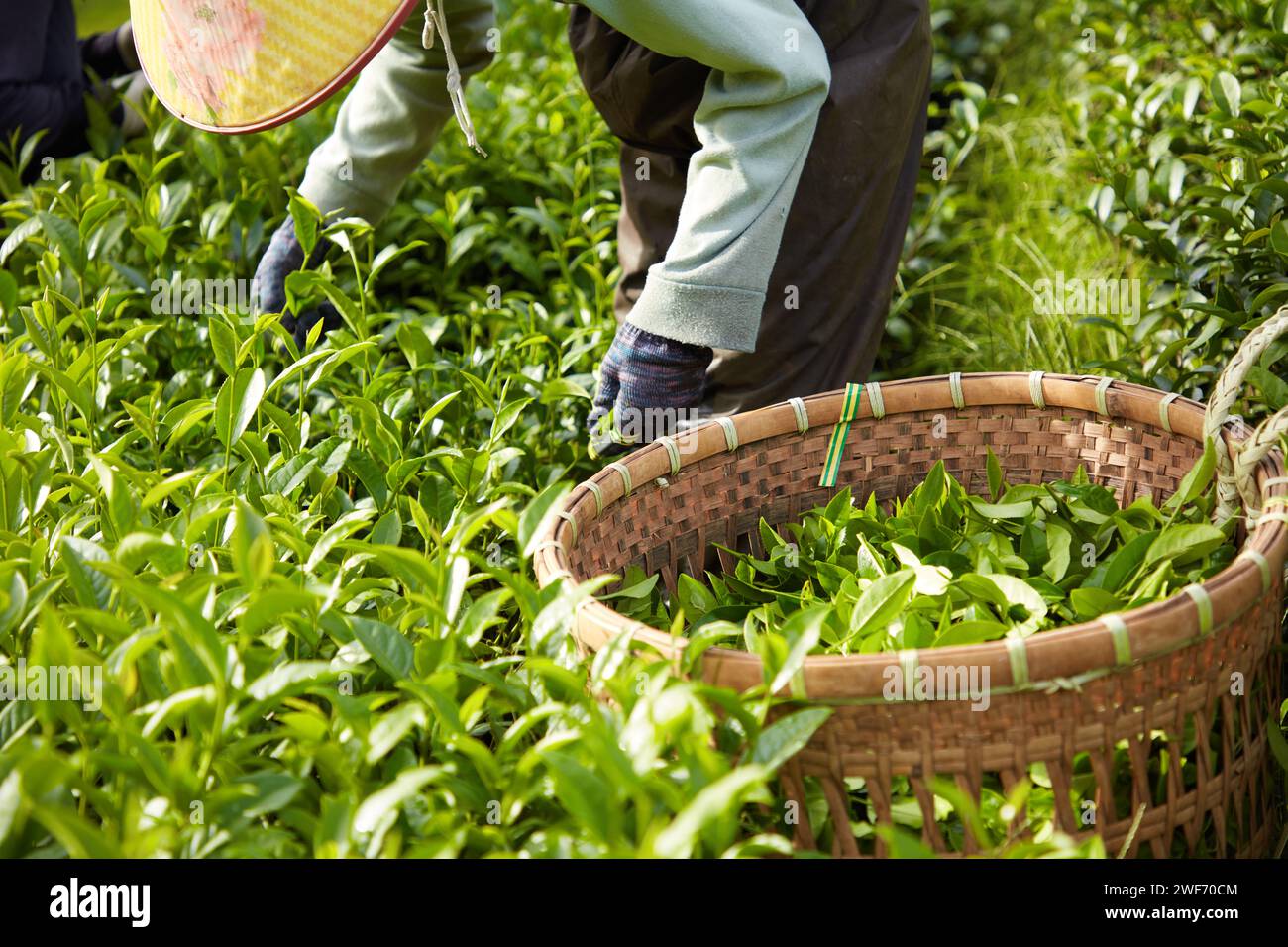Herbal tea garden picking hi-res stock photography and images - Alamy
