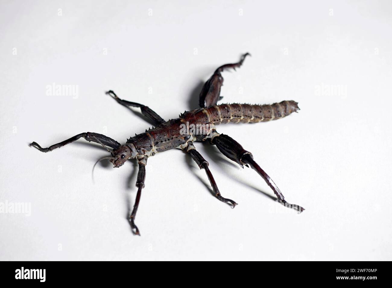 Studio shot of an adult male of Eurycantha calcarata. Tropical stick ...