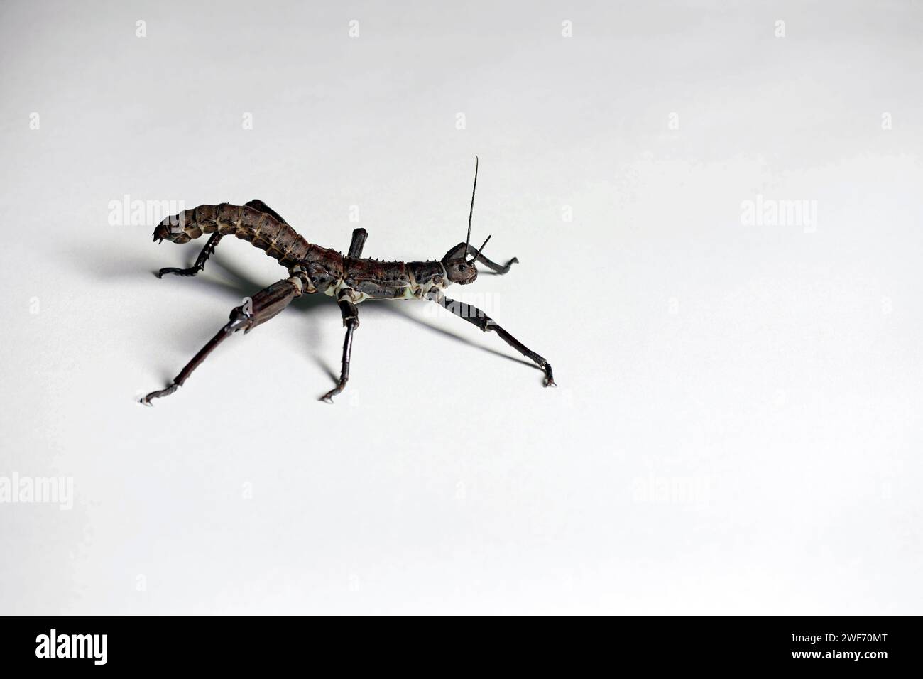 Studio shot of an adult male of Eurycantha calcarata. Tropical stick ...