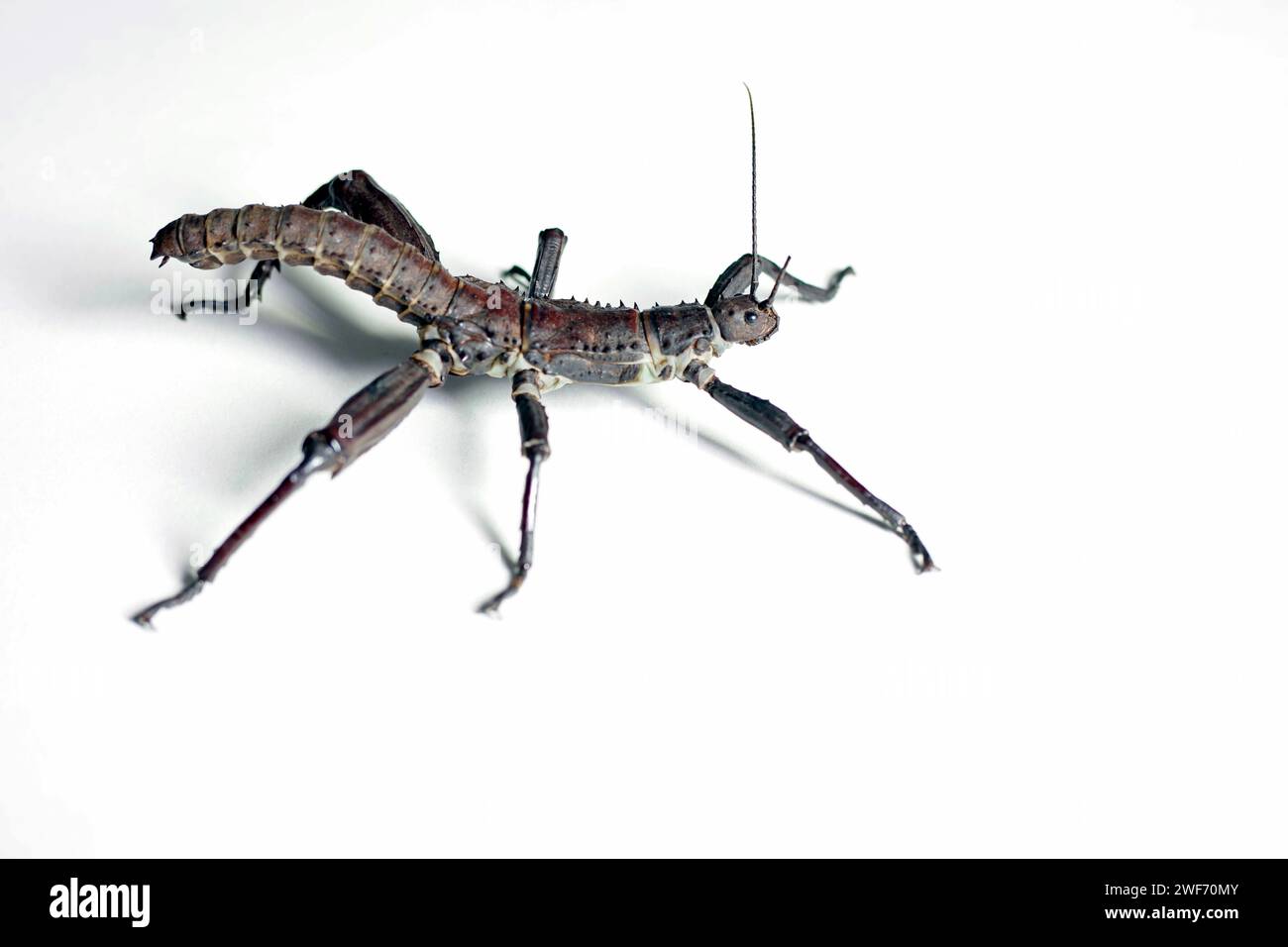 Tropical rainforest stick insect hi-res stock photography and images ...