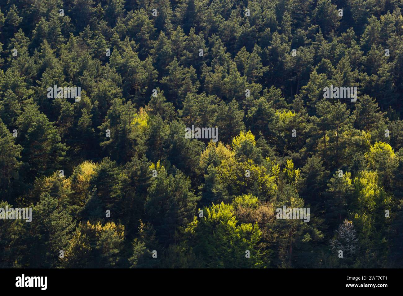 Aerial top view forest tree, Rainforest ecosystem and healthy ...