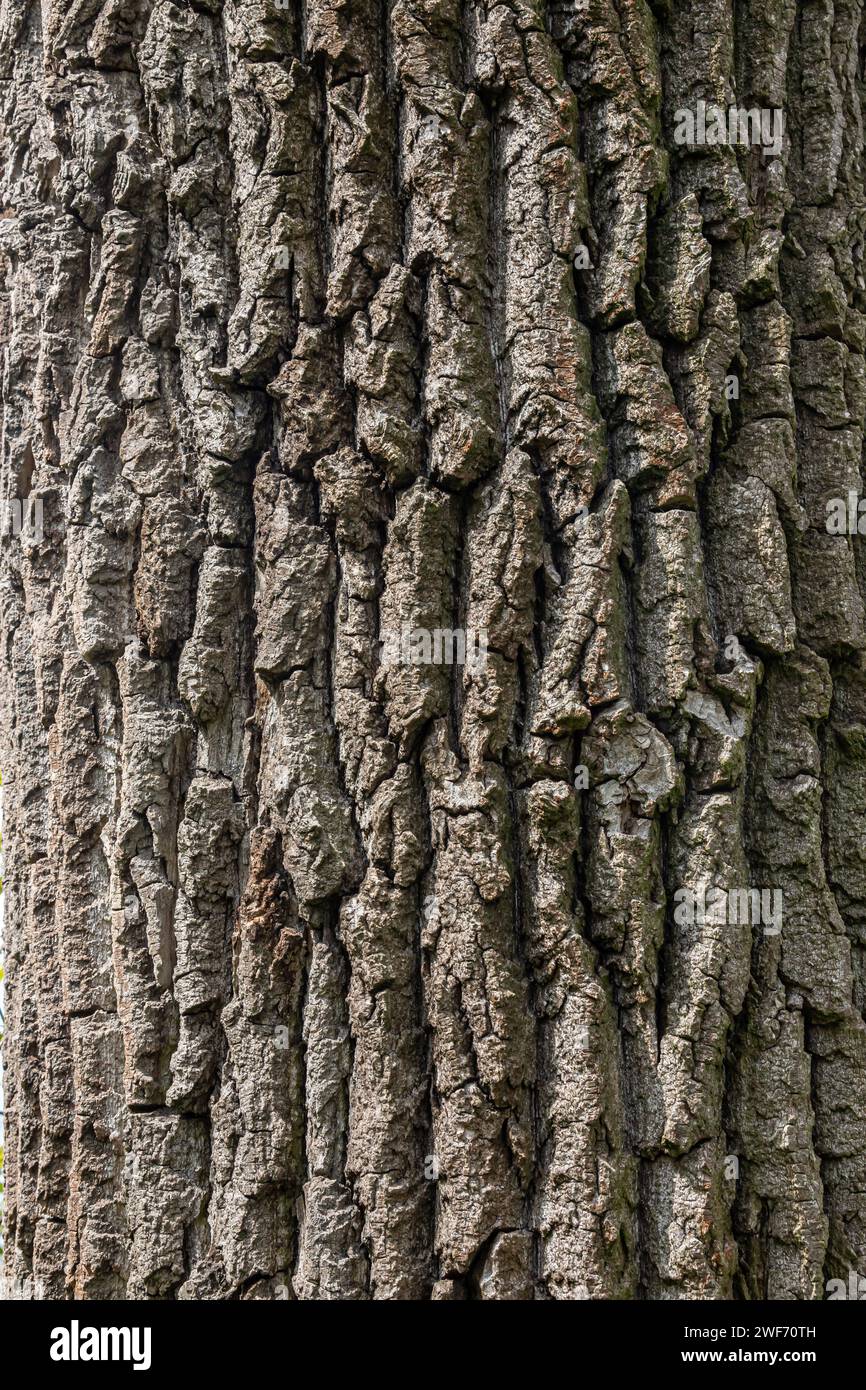 Old Wood Tree Texture Background Pattern Stock Photo - Alamy