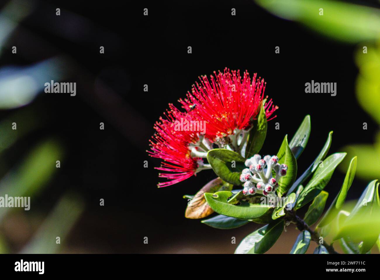 Kiwiana hi-res stock photography and images - Alamy