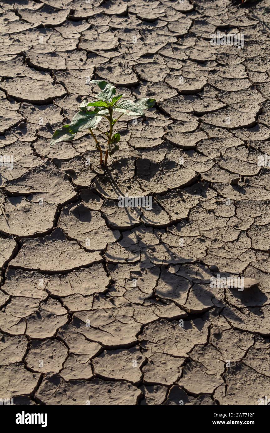 Wall texture soil dry crack pattern of drought lack of water of nature ...