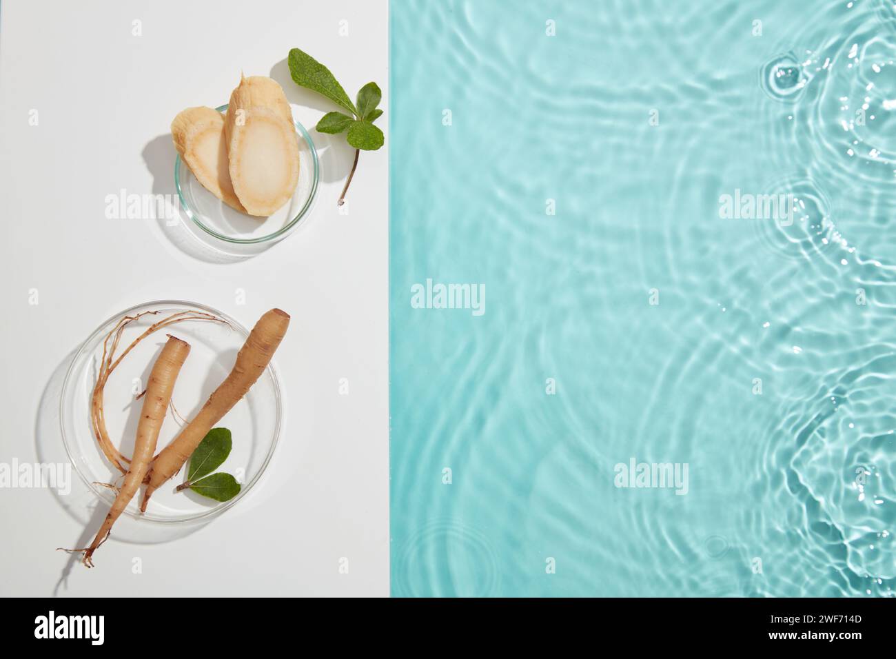 Top view of fresh ginseng and slices on petri dish, next to it is the ...