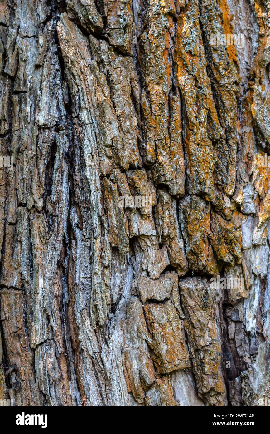 Old Wood Tree Texture Background Pattern Stock Photo - Alamy
